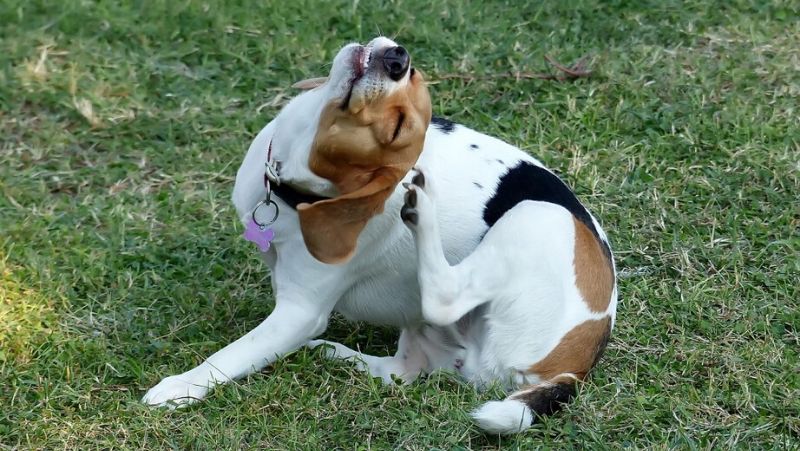 Carrapatos Em Cachorros | Carrapato de cachorro e prevenção: tudo que ...
