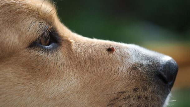 Carrapatos em cachorros: qual a aparência e como remover?